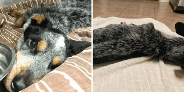 Family Adopts 40-Pound Dog At Shelter & Starves Him Down To 18 Pounds ...