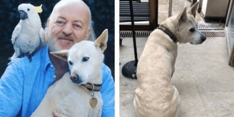 Strictly’s Star Bill Bailey Says Heartfelt Goodbye To Rescue Dog ...