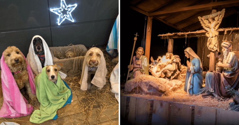 Dogs get together to pose for Christmas’ cutest Nativity scene - G2a-ltc