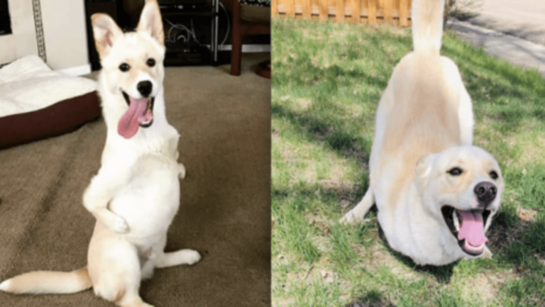 Meet Gus: The Two-Legged Dog That Loves to Run Outside! - G2a-ltc