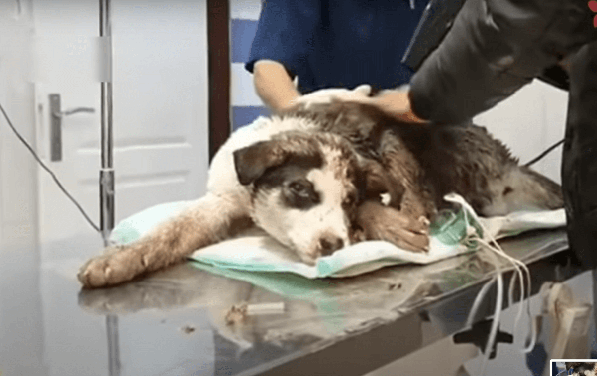 Beaten Puppy Struggling To Live Has Something To Say To The Man Who ...