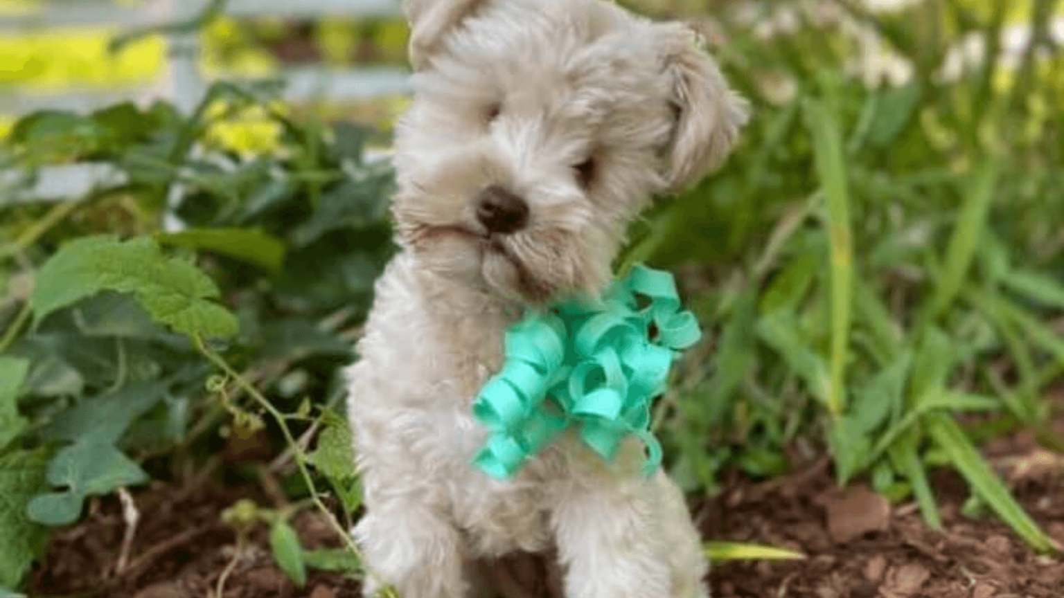 Tiny Rescue Puppy Was Born Without Eyes Due To Irresponsible Breeding ...