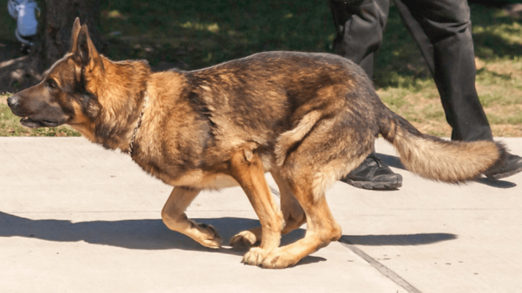 Kaiser The Police Dog Returns For Duty After Recovery From Knife Attack ...