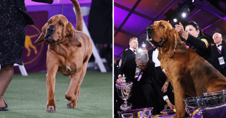 Trumpet Becomes First Bloodhound To Win Westminster Dog Show - G2a-ltc