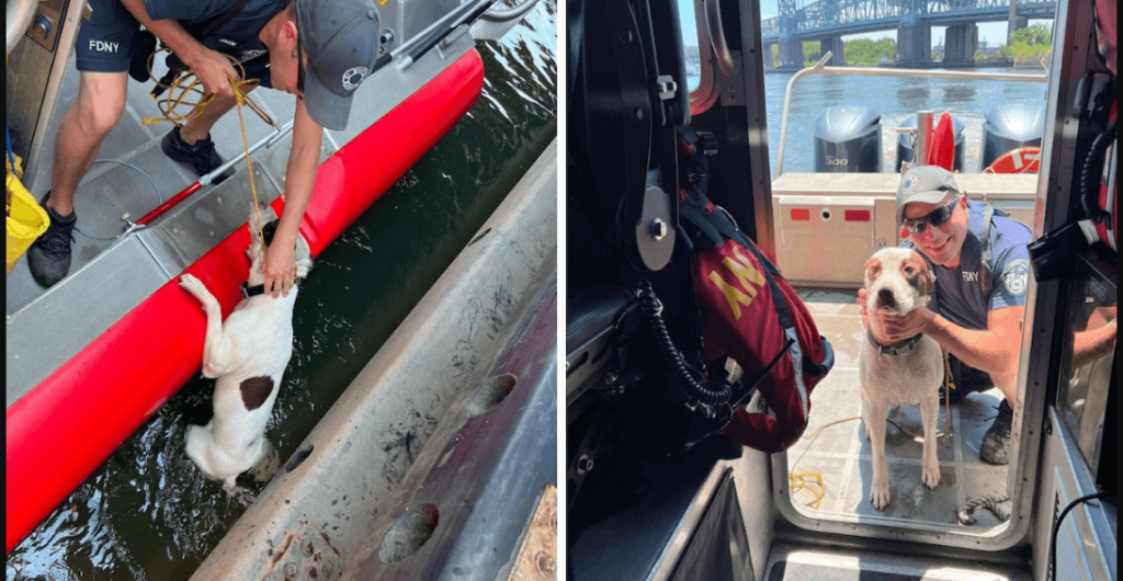 Dog Survives Being Thrown Off New York Bridge Thanks To Many Heroes ...